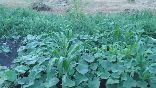 После дождика... Туман. Архив от 29.06.2021г.