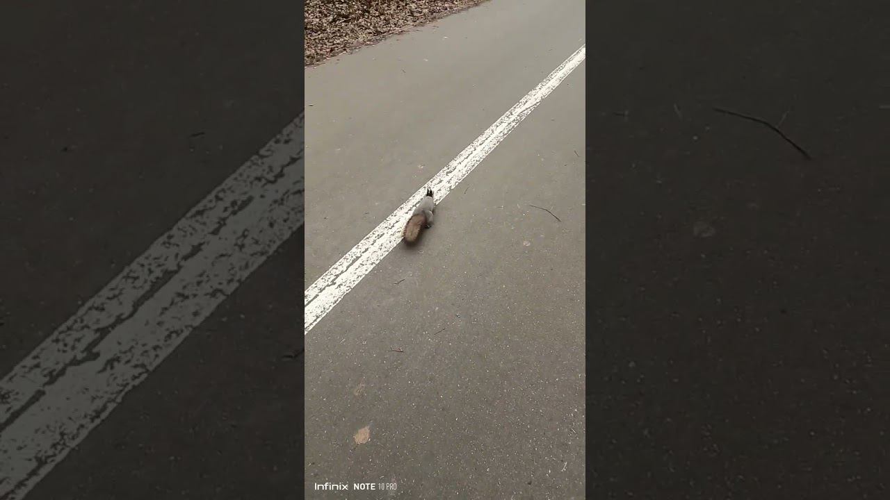 белка на дороге