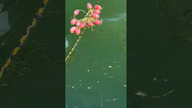 песня про медуз