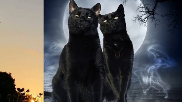 Чёрный кот