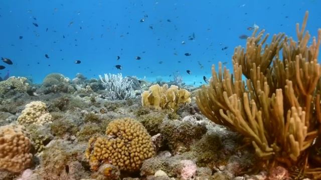 Нежная музыка для сна, успокаивает нервную систему и радует душу