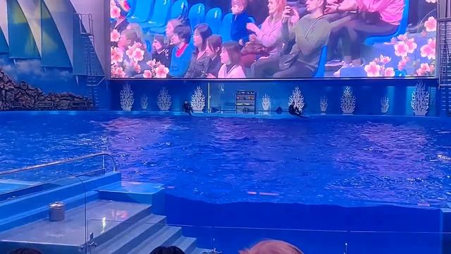 Приморский океанариум водное шоу 21.03.2019г..mp4