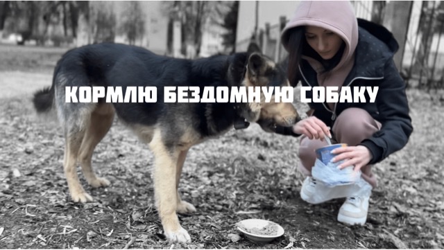 Накормила бездомную собаку|Влог бигля