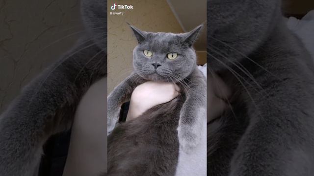 Видео №233 (TikTok)