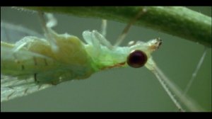 Чудеса природы. Крупный план (Wild wonders: Сlose Up)