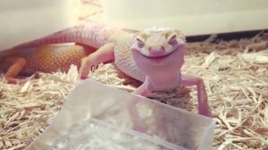 Когда напился