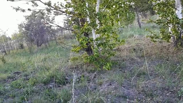 Приехали в  лес за сосновыми почками.avi