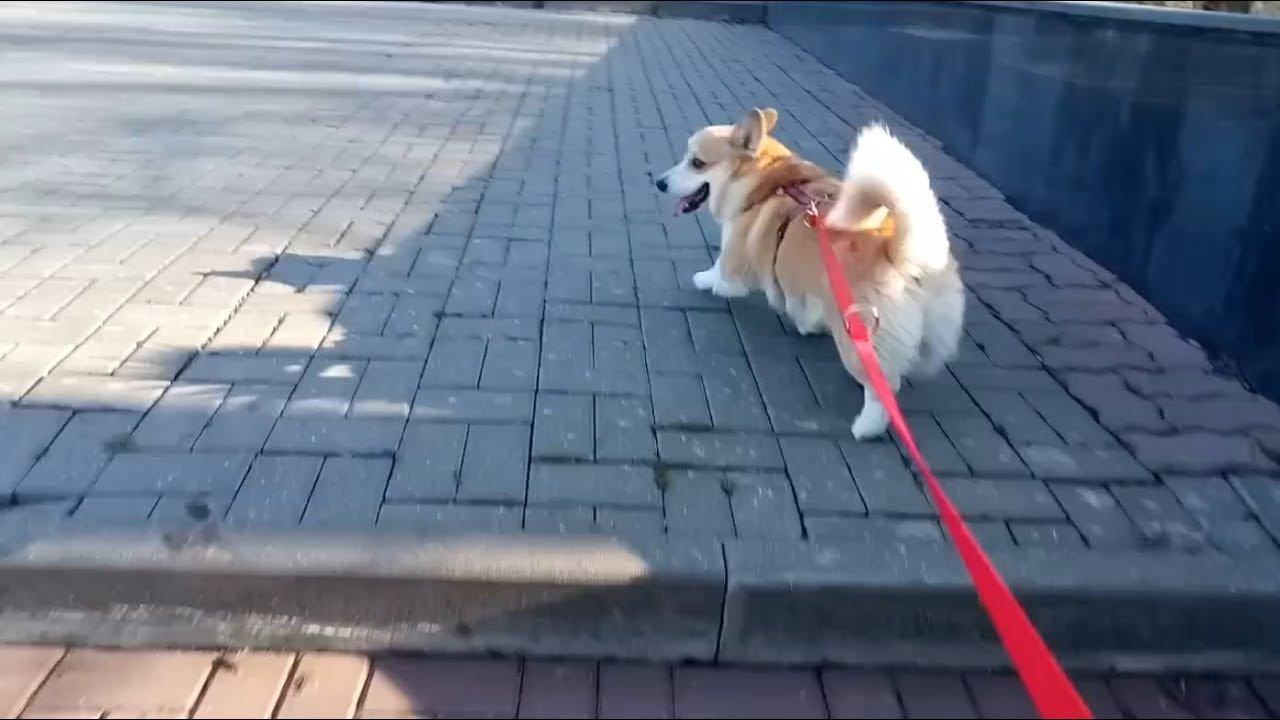 Лимон и наше, внезапно солнечное, январское утро)