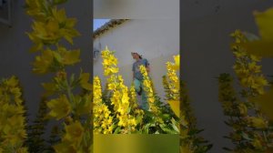 Мы эхо