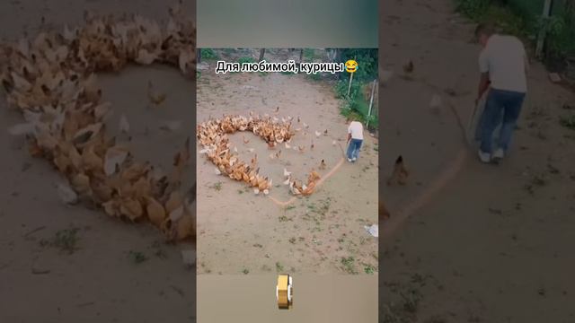 Подарок для любимой курицы / прикол / ржака / юмор
