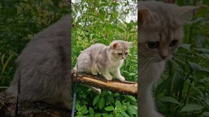 Афина свободная ?
Голубое золото ?
В поисках своей семьи ?

ОБ ОКРАСЕ "ГОЛУБОЕ ЗОЛОТО"...