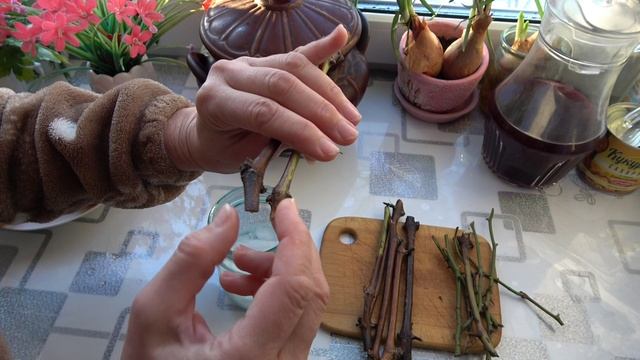 Домашнее видео. Хроника. Первый день 2024 года на подоконнике с черенками.. Всходы Эустомы на 9 день