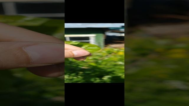 НЕ используйте садовый вар