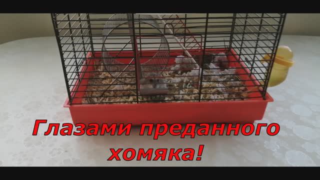 Глазами преданного хомяка. 2024.07.28.