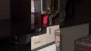 Смешные котики? #смешныекоты #funny #funnyvideo.mp4