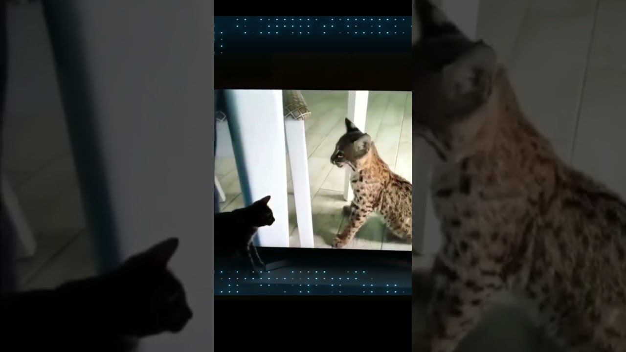 Кошка смотрит кино про кошек #shorts #short #shortvideo #shortsvideo #кот #кошки #cat #cats #кино