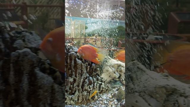 ТОП-10 самых КРАСИВЫХ АКВАРИУМНЫХ РЫБОК