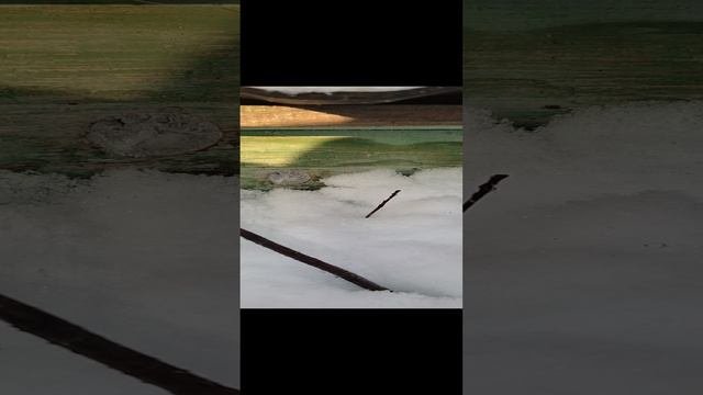 Зимовка пчел_  7 января - Мороз 40 градусов