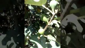 мой огород и дача