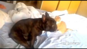 Хитрый котенок