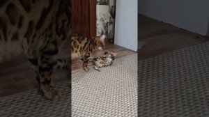 Бенгальская мама кошка играет с котёнком 😻