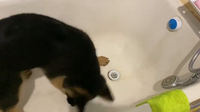 Смешное видео с собакой  Немецкая овчарка копает воду в ванне