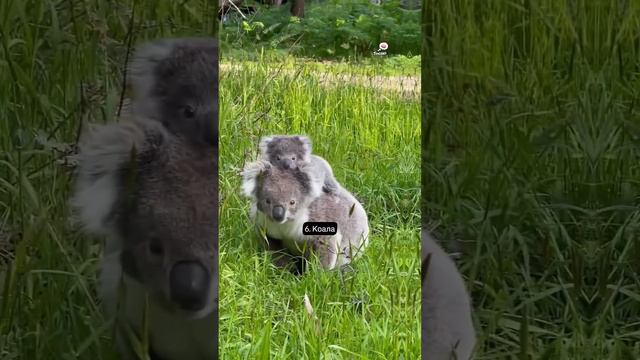 Самое глупое животное