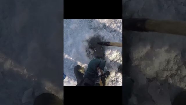Щука 11 кг на жерлицу. Трофеи еще есть!