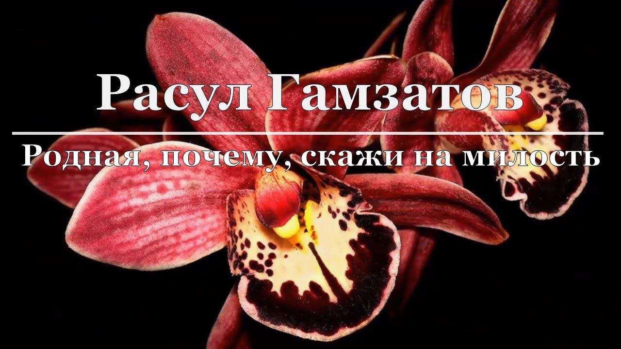 Расул Гамзатов - Родная, почему, скажи на милость