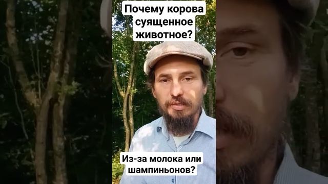 Почему корова в Индии священное животное? Причём тут навоз и шампиньоны? #записки_мэтра