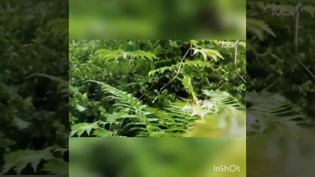 Развитие памяти и эффективные способы ее развития.mp4