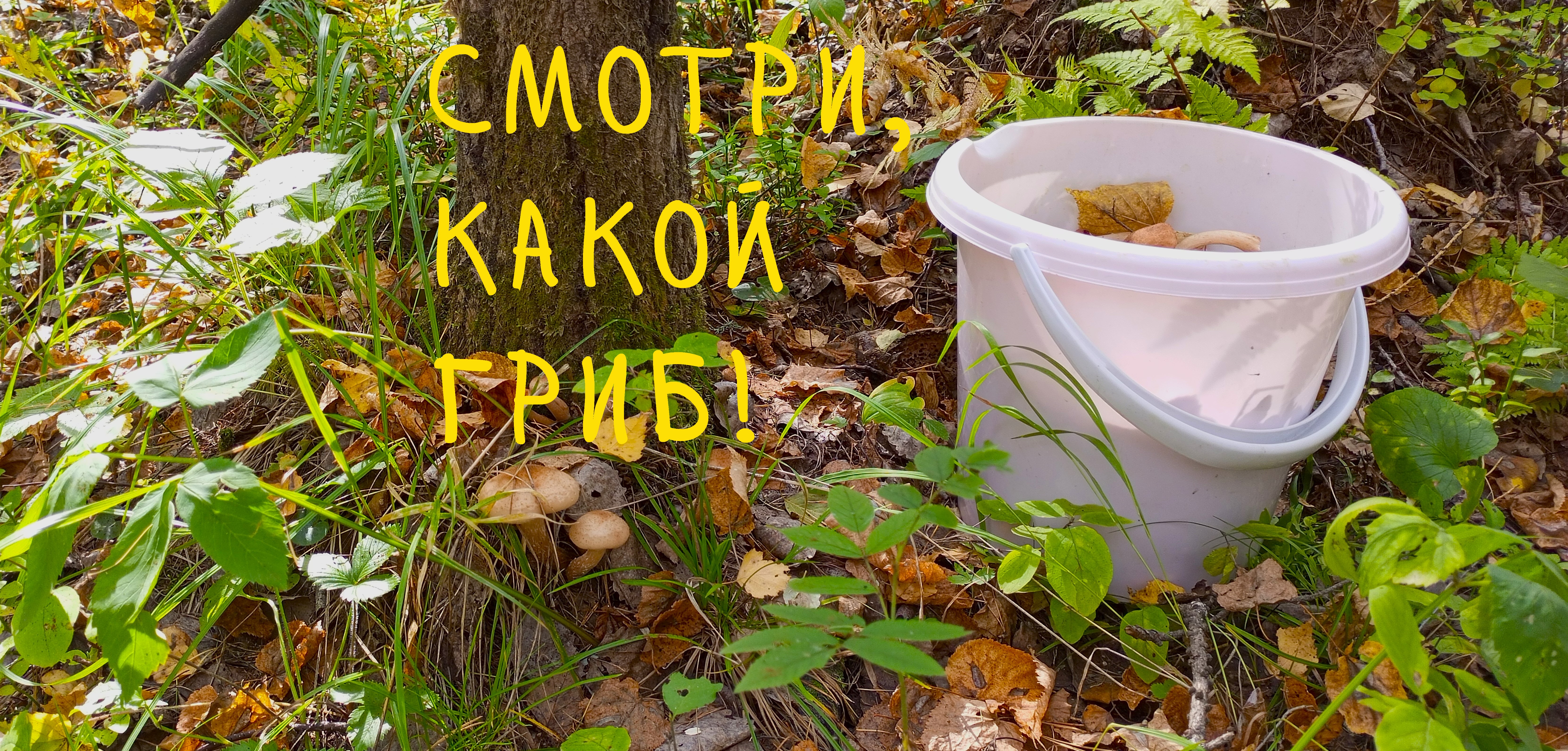 Вспоминая лето. Грибной сезон. Тихая охота.
Подосиновики, белые - полные корзины!