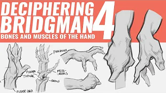 [moderndayjames] DRAWING THE HAND_ DECIPHERING BRIDGMAN PT. 4