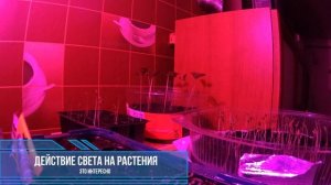 Реакция растений на свет