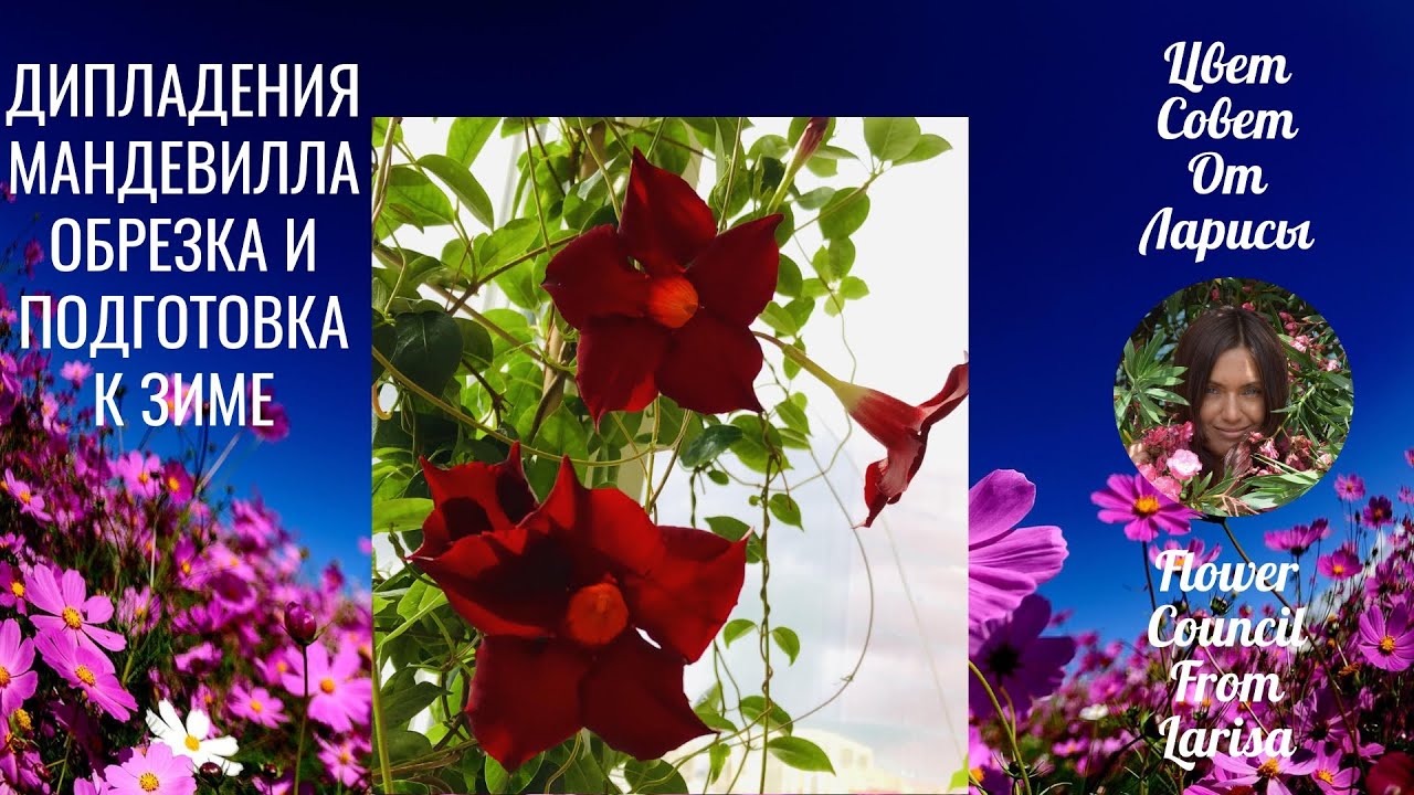 МАНДИВИЛЛА ИЛИ ДИПЛАДЕНИЯ ОБРЕЗКА И УХОД В ЗИМУ 07.12.2019