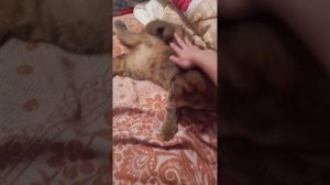 вот он настоящий пельмень!