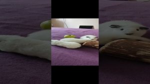 VID_20230725_140634.mp4