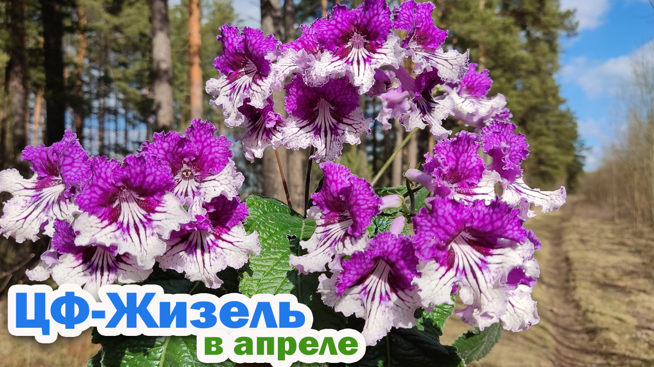 ЦВЕТЕНИЕ стрептокарпуса ЦФ-Жизель В АПРЕЛЕ