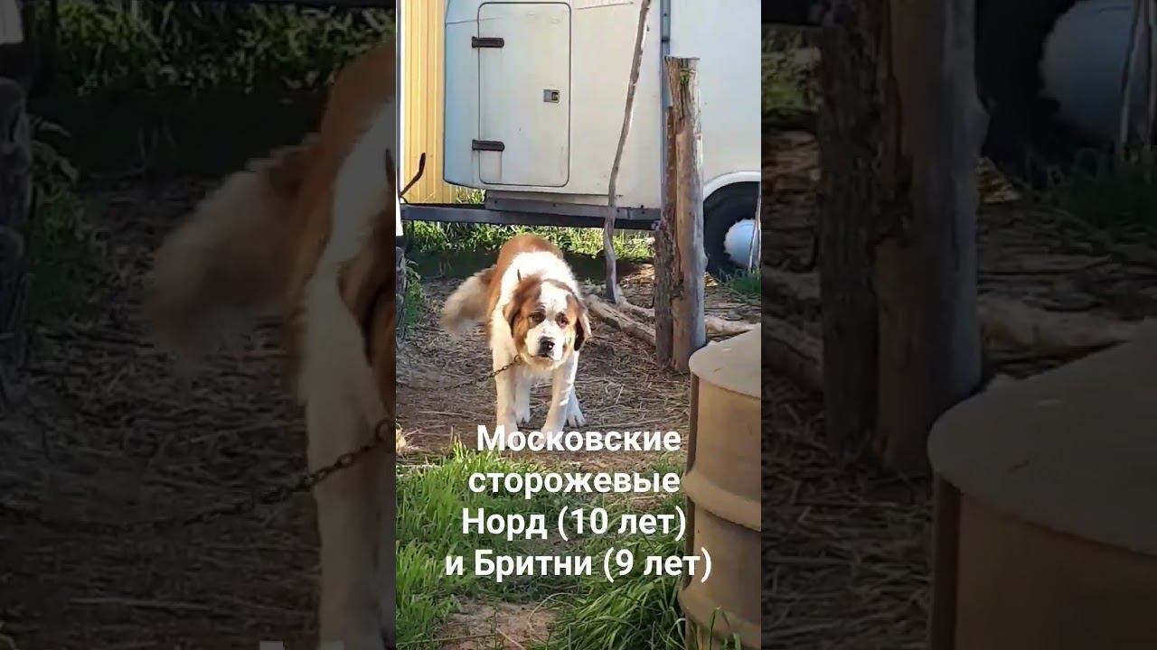 Норд и Бритни, 13 октября 2023 г.