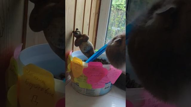 Кот Шуня завалил медведя 😼