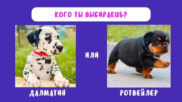 Выбери своего щенка! Новый квиз