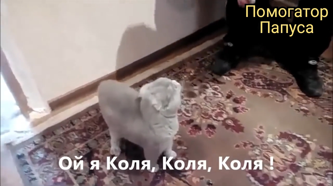 Говорящие коты! Лучшая подборка №1 Приколы с котами.