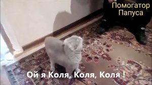 Говорящие коты! Лучшая подборка №1 Приколы с котами.
