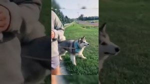 Как человек и животные пугают друг друга.