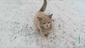 Кот нырнул в сугроб за мышью