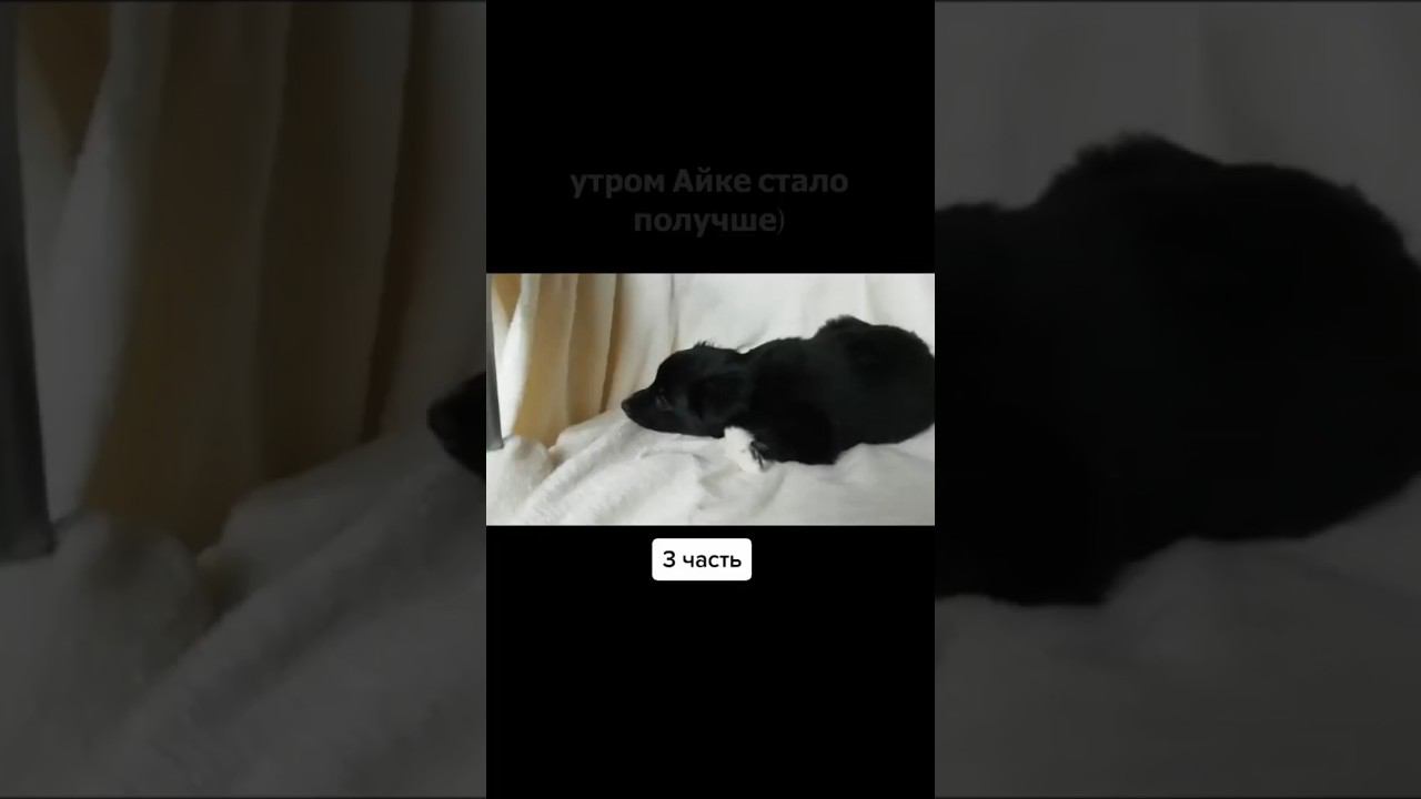 История Айки Часть 3