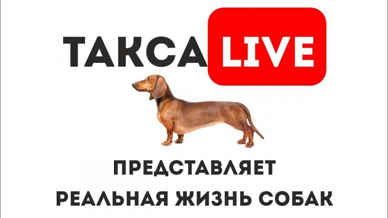 Питомник Я Такса
