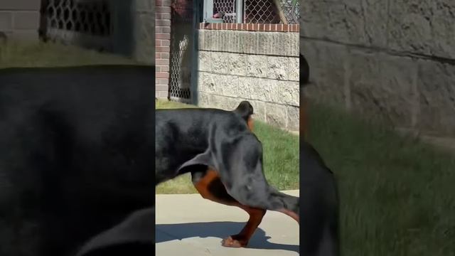 Venom the Doberman
