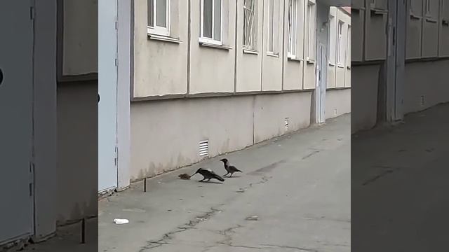 Криминальная Россия. Быдло-сороки отбирают у мыши последний сыр