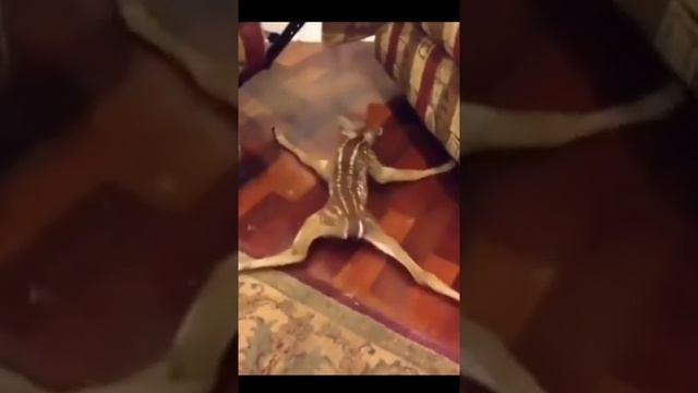 Funny animals 31#Shorts
